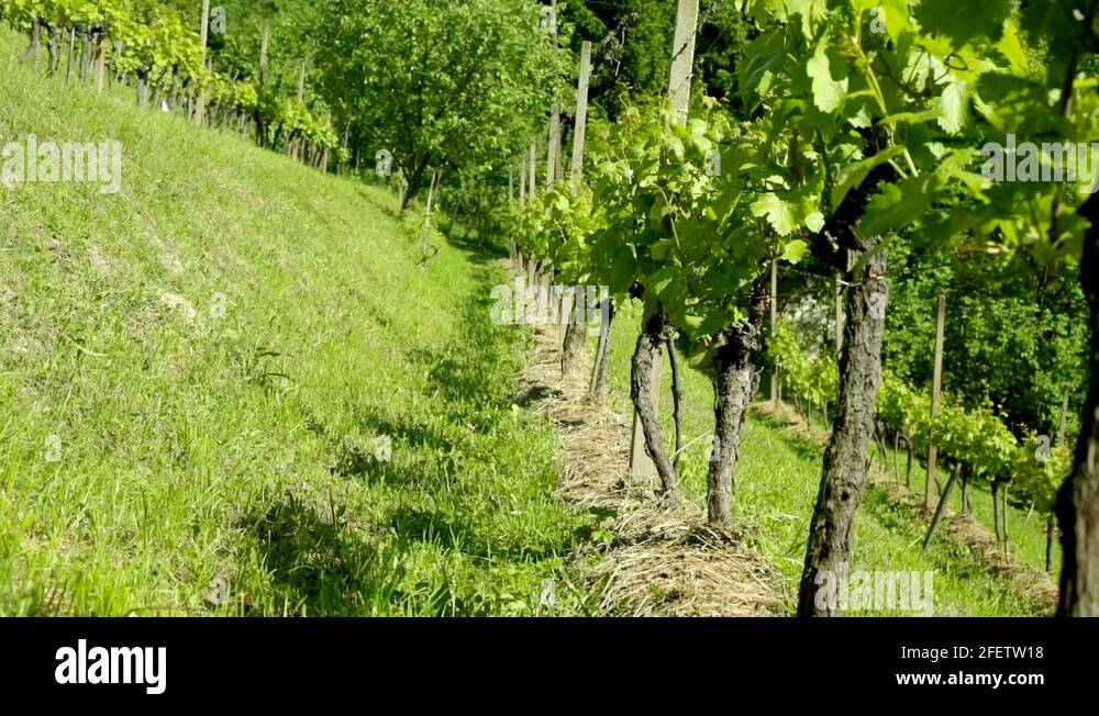 Line of vines Stock Videos & Footage - HD and 4K Video Clips - Alamy