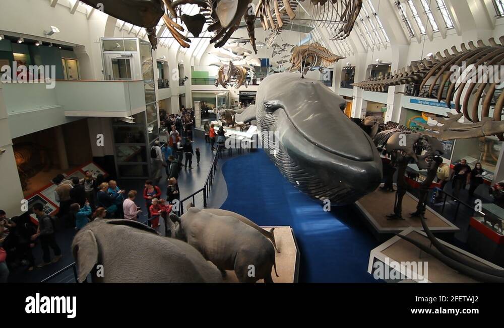 London natural history museum earth hall Stock Videos & Footage - HD ...