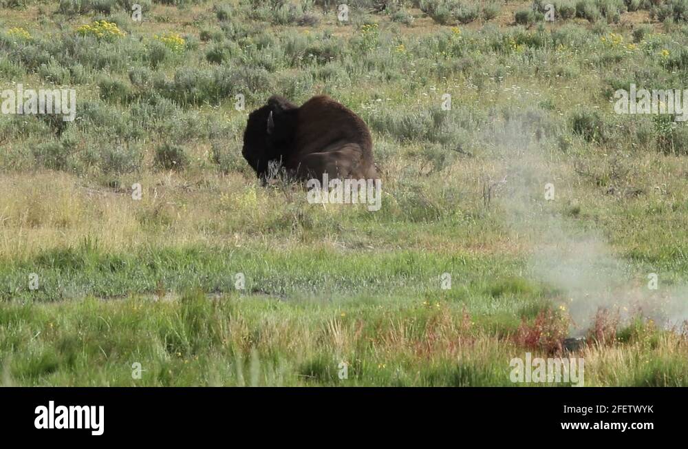 Steam bull Stock Videos & Footage - HD and 4K Video Clips - Alamy