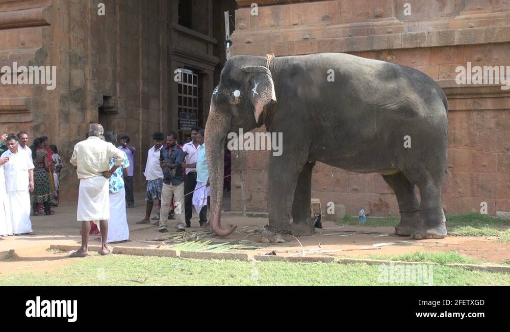 Elephant blessing temple Stock Videos & Footage - HD and 4K Video Clips ...