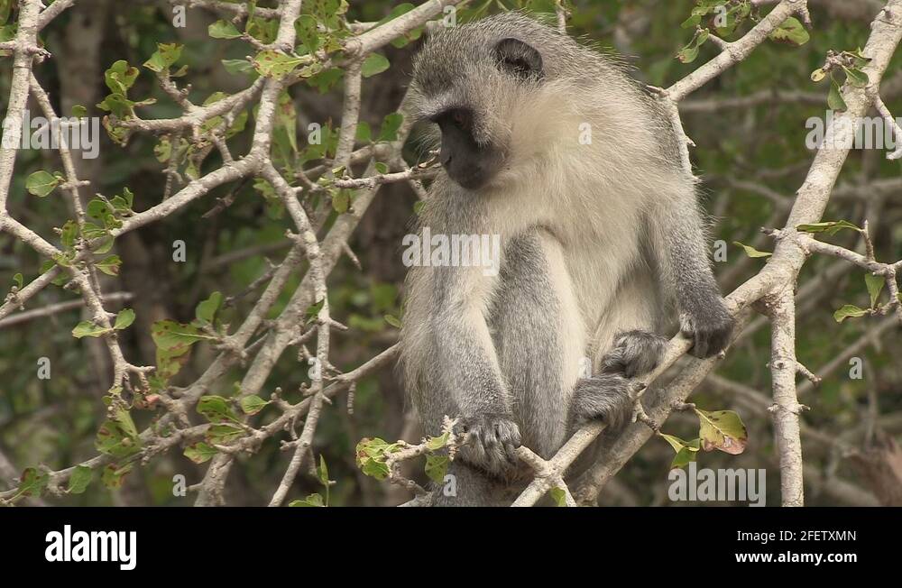 Monkeys tree Stock Videos & Footage - HD and 4K Video Clips - Alamy