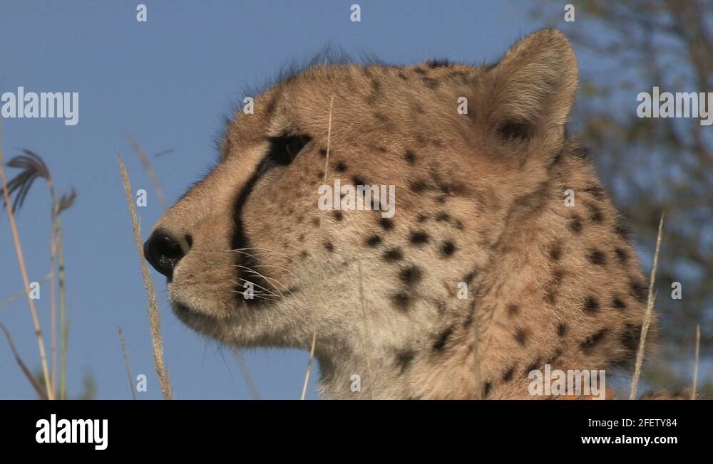 Cheetah head shot Stock Videos & Footage - HD and 4K Video Clips - Alamy