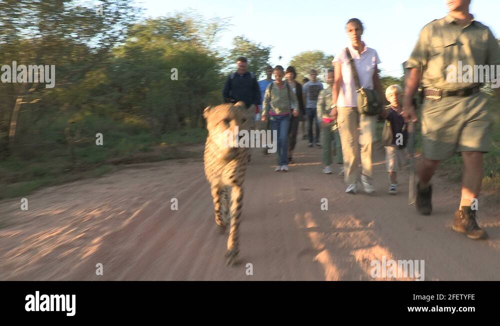 Cheetah and people Stock Videos & Footage - HD and 4K Video Clips - Alamy