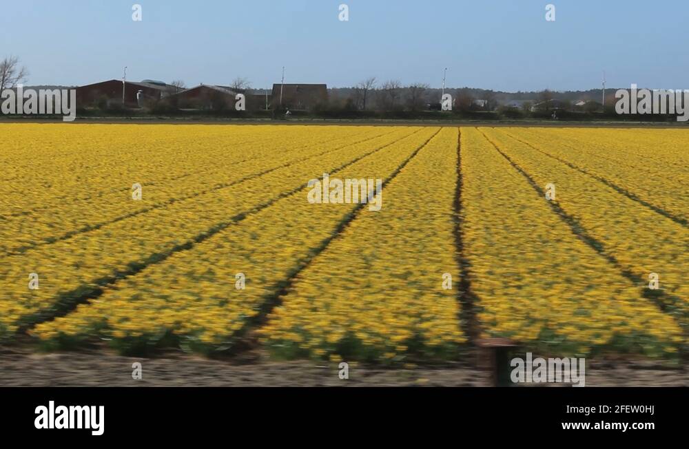 Typical spring flower Stock Videos & Footage - HD and 4K Video Clips ...