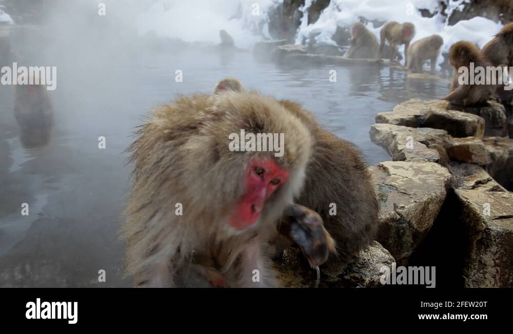Hot springs with Japanese Macaques monkeys, Chubu, Japan, Asia Stock ...