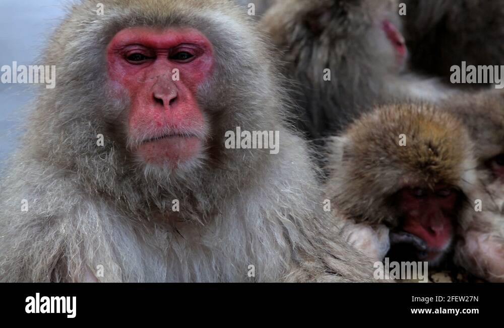 Japanese Macaques monkeys, Jigokudani nature reserve, Chubu, Japan ...