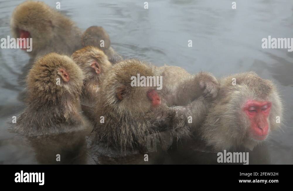Japanese Macaques monkeys, Jigokudani nature reserve, Chubu, Japan ...