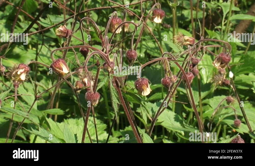 Geum bloom Stock Videos & Footage - HD and 4K Video Clips - Alamy