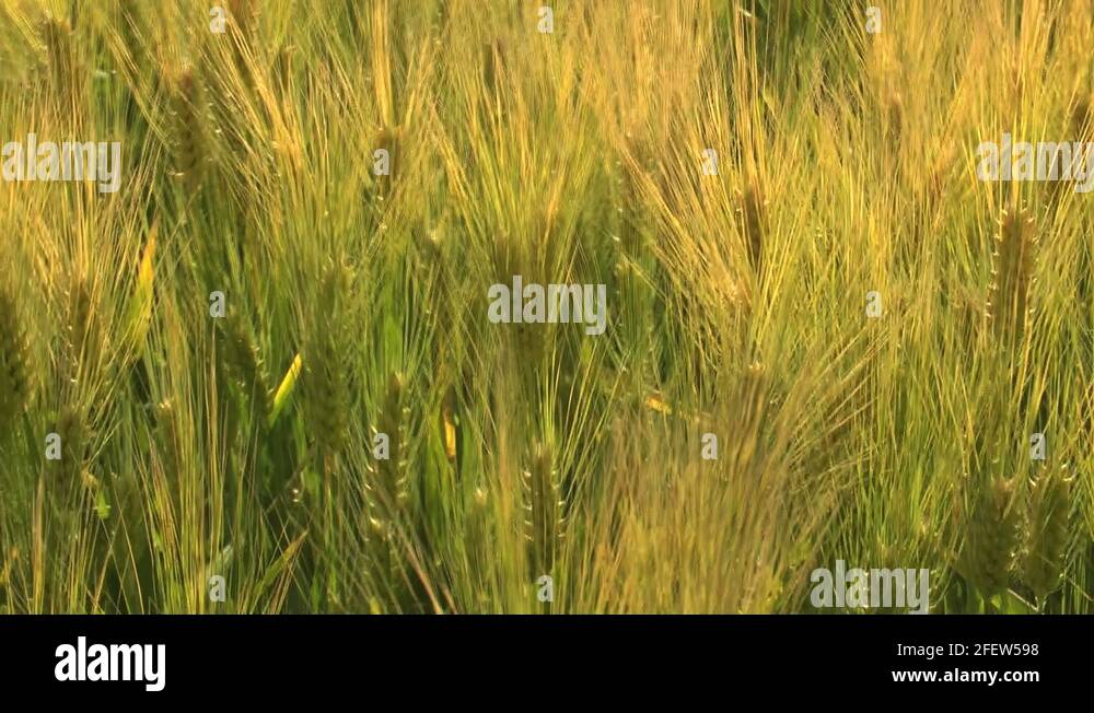 Durum wheat close Stock Videos & Footage - HD and 4K Video Clips - Alamy