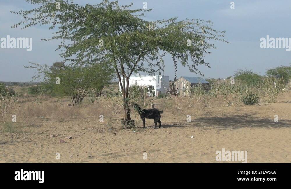 India Rajasthan Thar desert goat tethered to shade tree 10 Stock Video ...