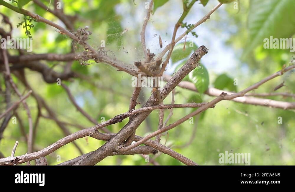 Spider farming Stock Videos & Footage - HD and 4K Video Clips - Alamy