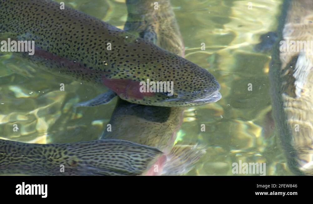 Rainbow trout Stock Videos & Footage - HD and 4K Video Clips - Alamy
