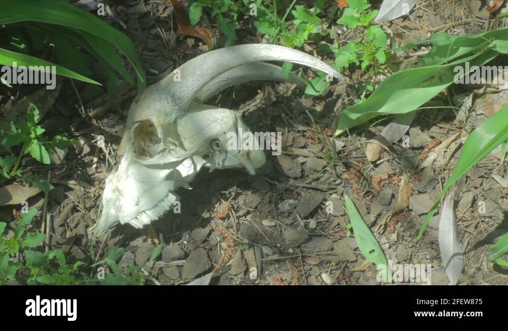 Dead goat skeleton Stock Videos & Footage - HD and 4K Video Clips - Alamy