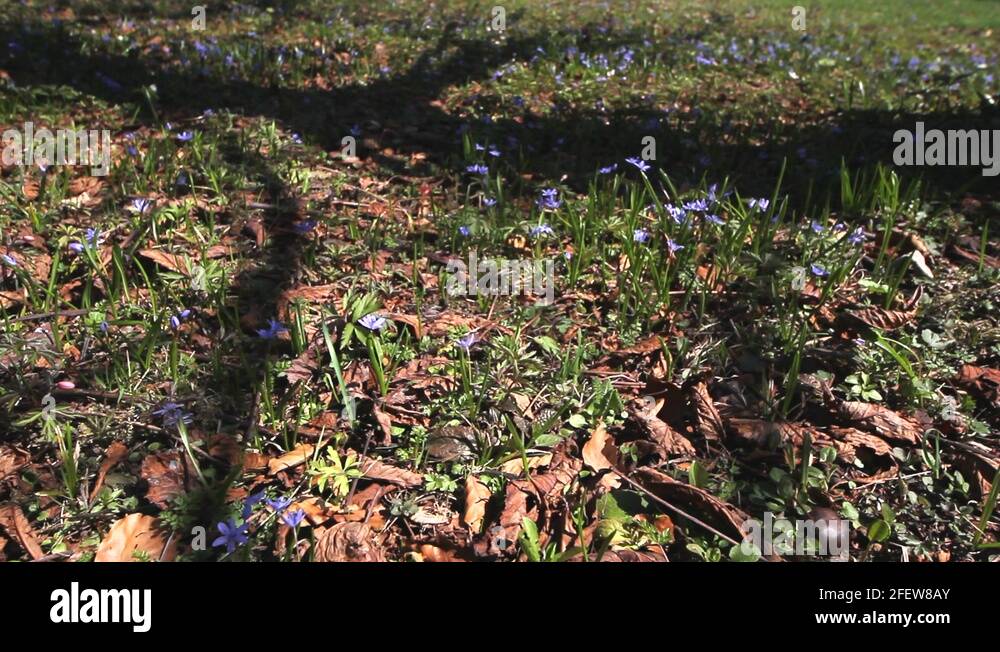 Viola tree Stock Videos & Footage - HD and 4K Video Clips - Alamy
