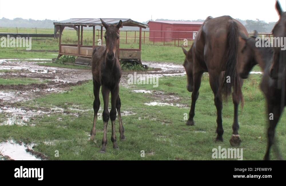 Barnyard horses Stock Videos & Footage - HD and 4K Video Clips - Alamy