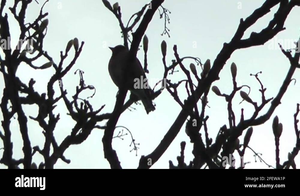 Majestic bird in tree of birds Stock Videos & Footage - HD and 4K Video ...