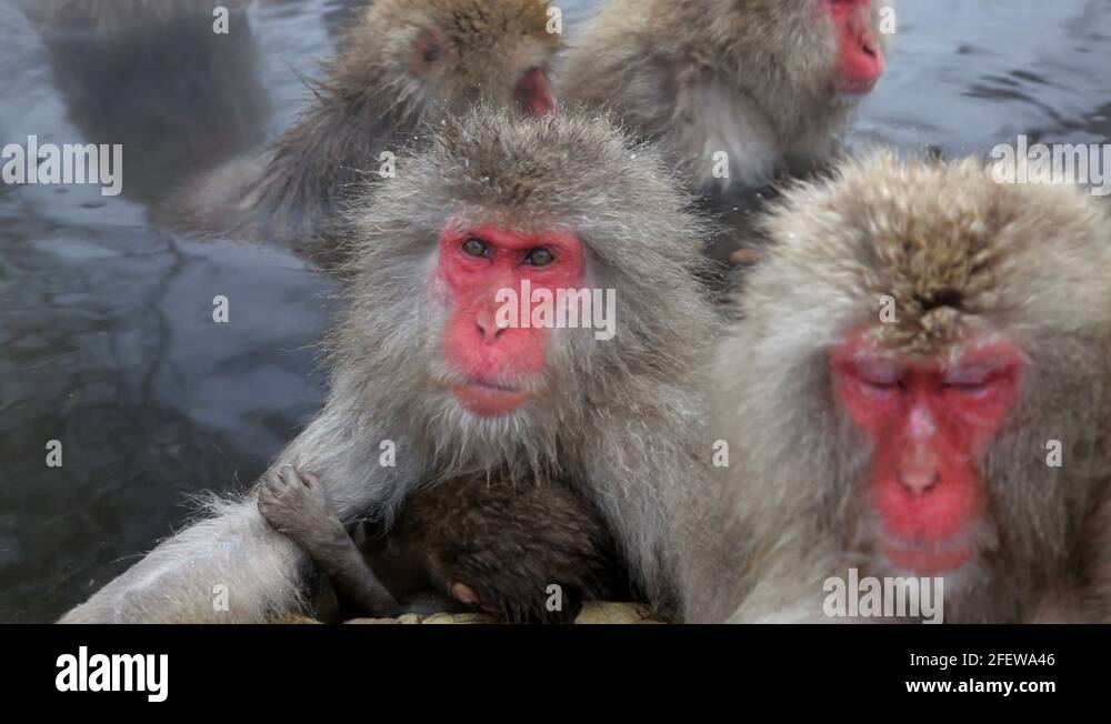 Wild monkeys japan Stock Videos & Footage - HD and 4K Video Clips - Alamy