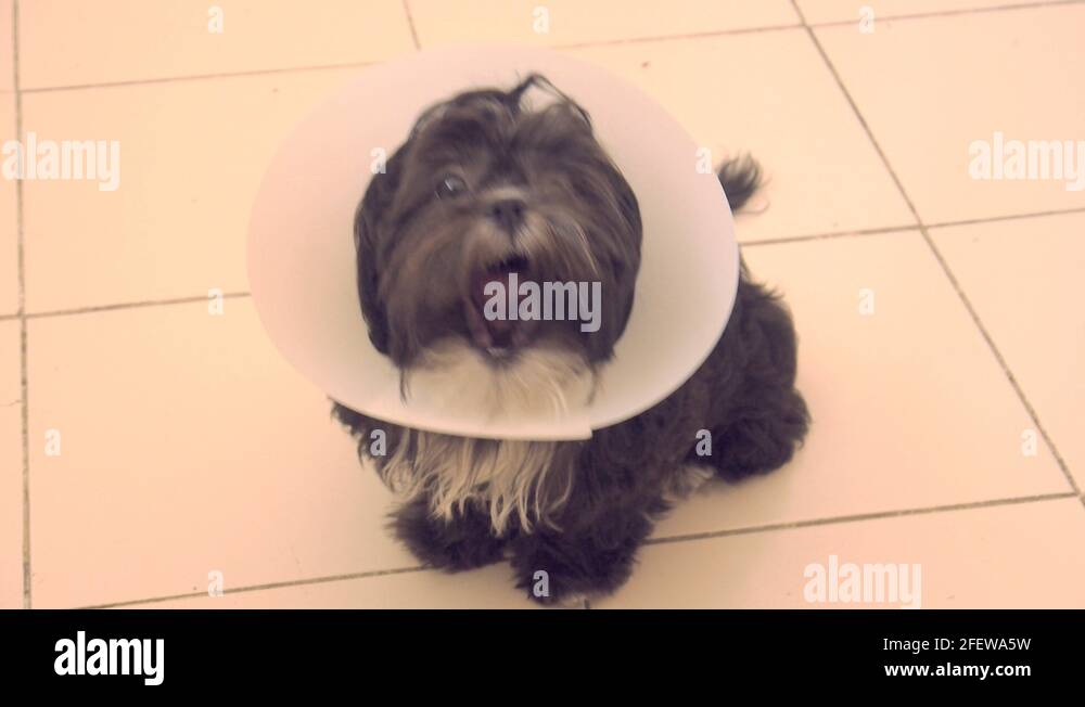 Dog cone Stock Videos & Footage - HD and 4K Video Clips - Alamy