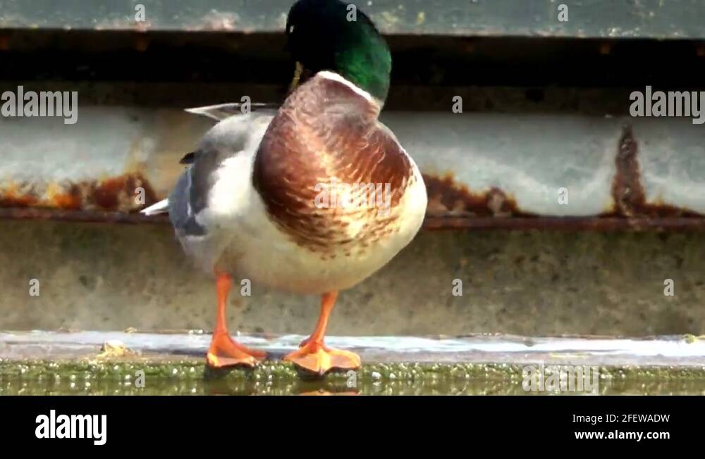 Perkins duck Stock Videos & Footage - HD and 4K Video Clips - Alamy