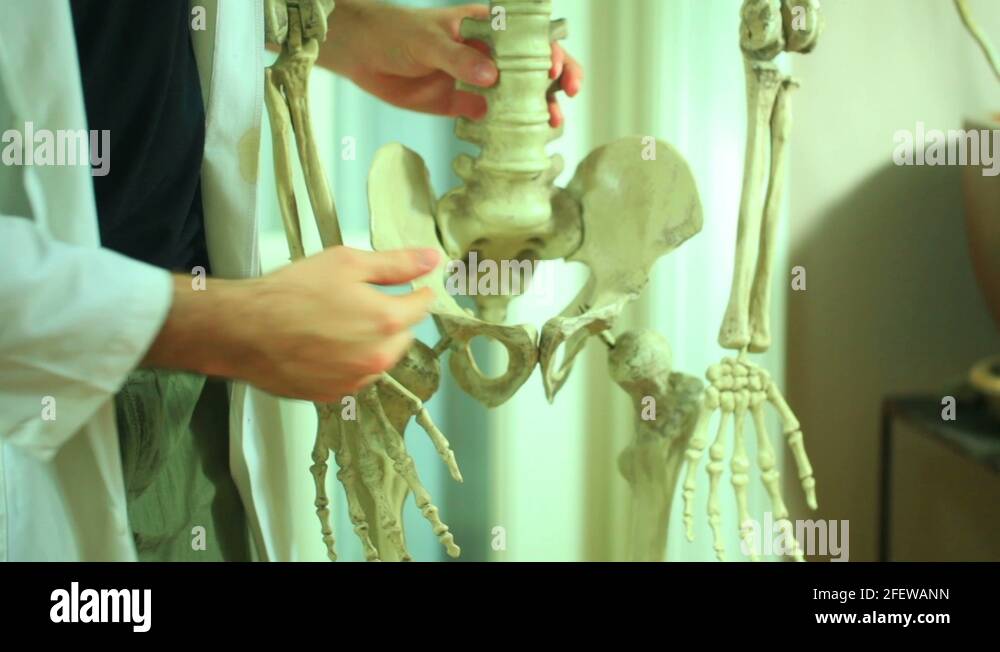 Pelvis bone joint Stock Videos & Footage - HD and 4K Video Clips - Alamy
