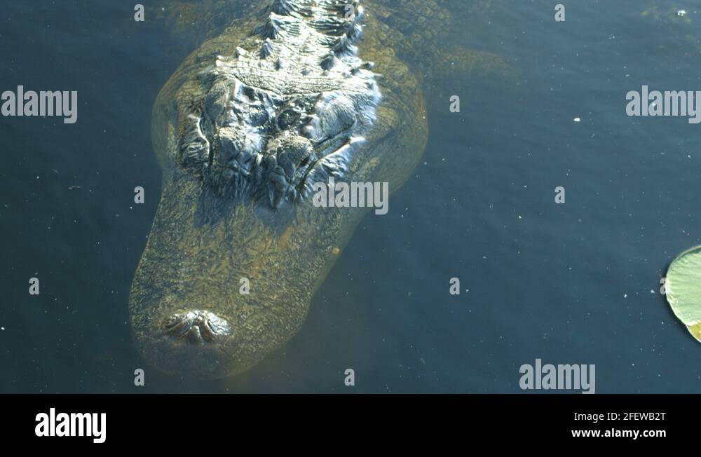 Alligator floating in water Stock Videos & Footage - HD and 4K Video ...