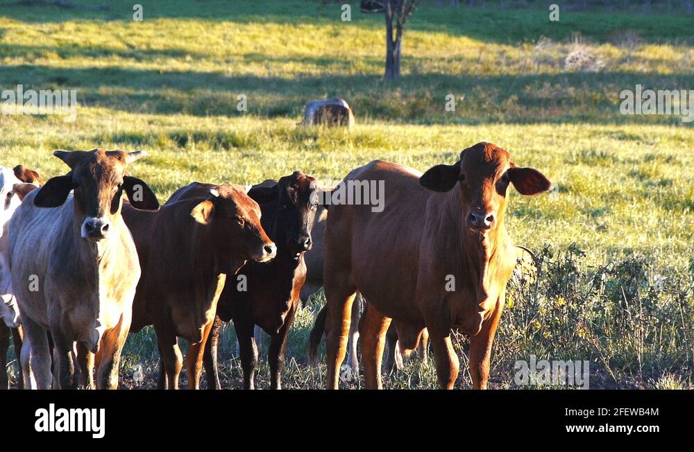Cattle tropics Stock Videos & Footage - HD and 4K Video Clips - Alamy