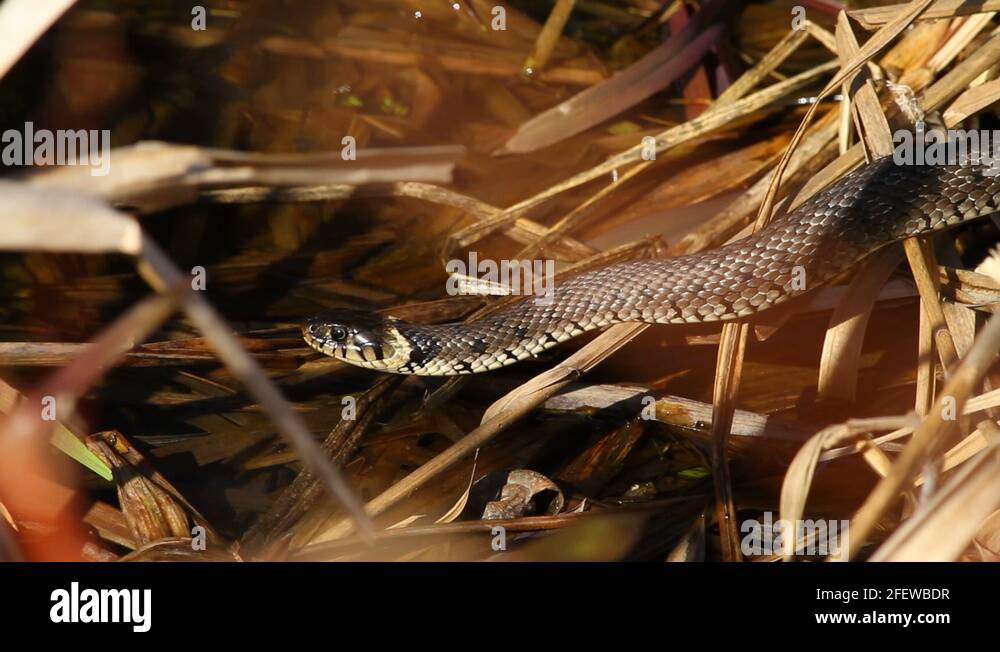 Natrix natrix snake Stock Videos & Footage - HD and 4K Video Clips - Alamy