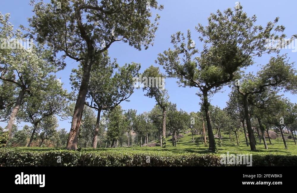 Kerala masala Stock Videos & Footage - HD and 4K Video Clips - Alamy