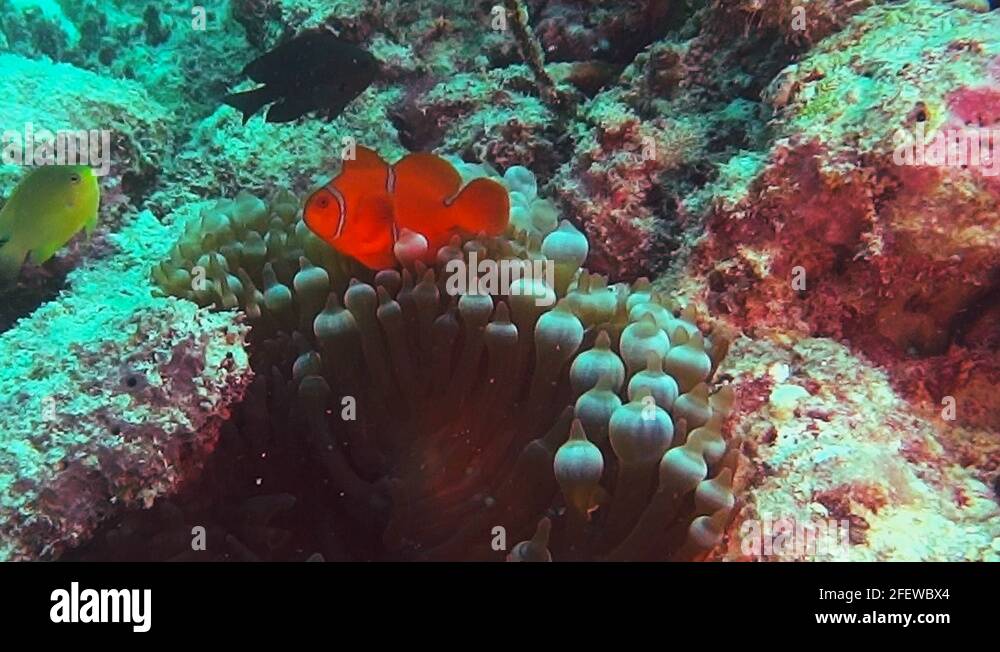 Maroon anemonefish Stock Videos & Footage - HD and 4K Video Clips - Alamy