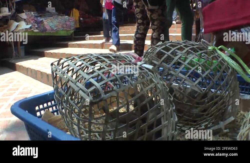 The bamboo prison Stock Videos & Footage - HD and 4K Video Clips - Alamy
