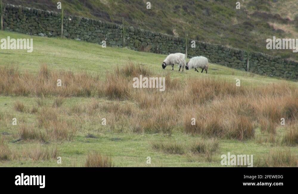 Grazing sheep Stock Videos & Footage - HD and 4K Video Clips - Alamy