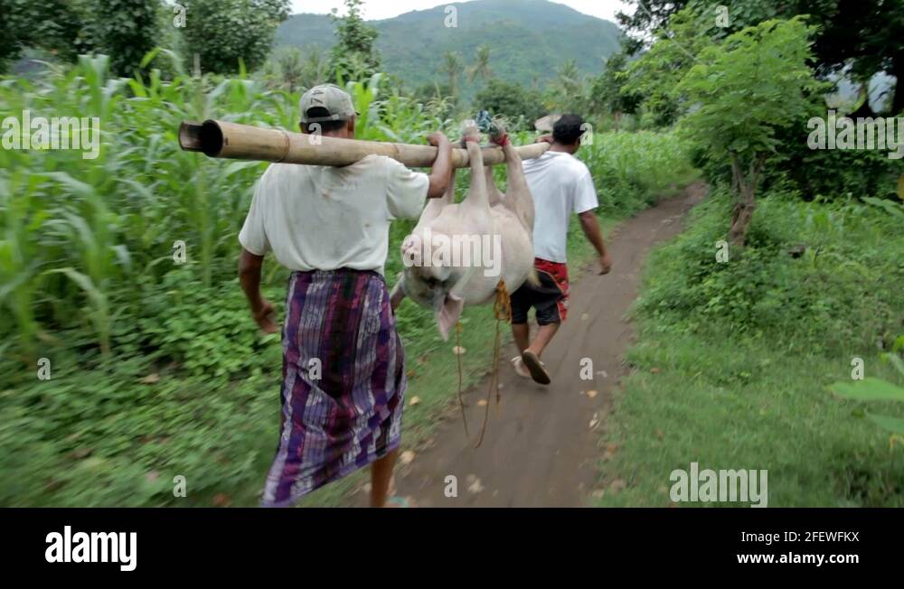 Carrying pig Stock Videos & Footage - HD and 4K Video Clips - Alamy