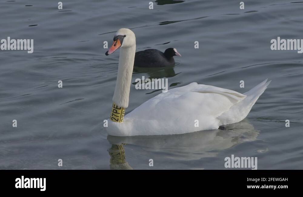 Mute swan neck collar Stock Videos & Footage - HD and 4K Video Clips ...