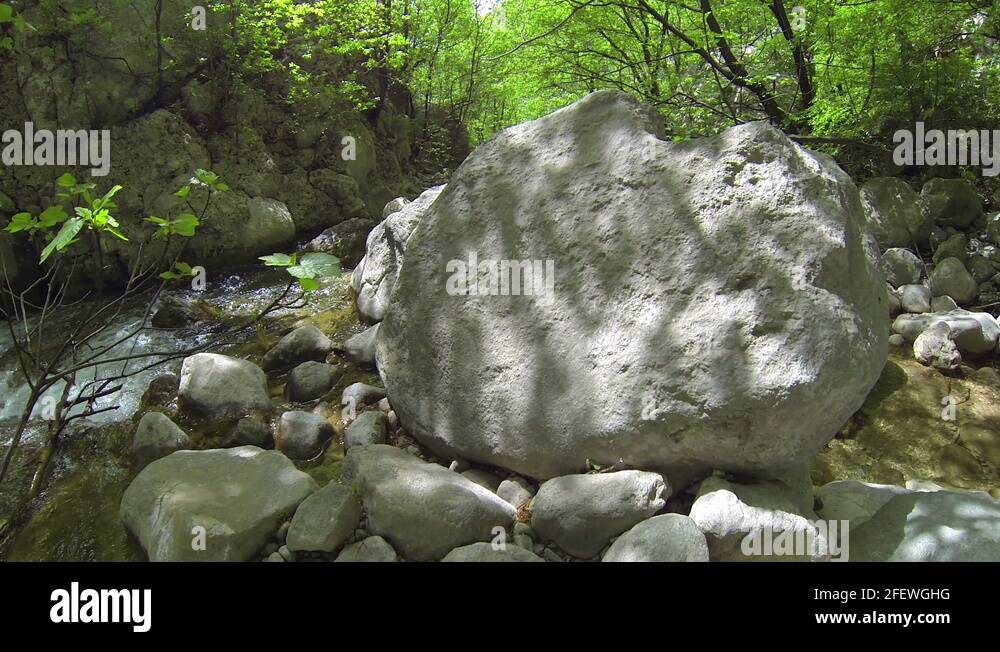 Forest spring Stock Videos & Footage - HD and 4K Video Clips - Alamy