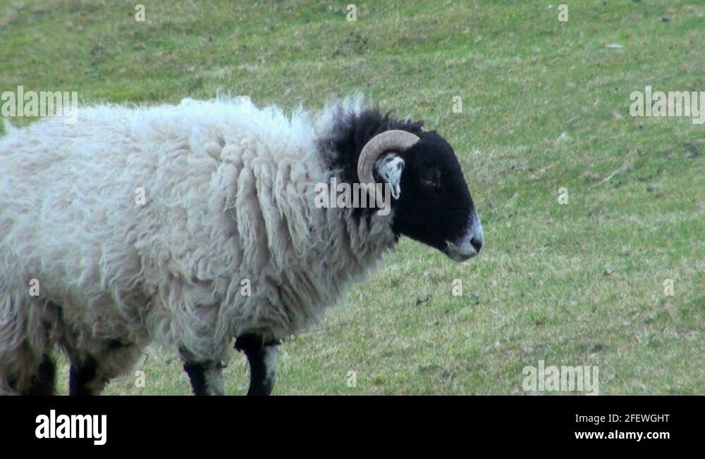 Kneeling down Stock Videos & Footage - HD and 4K Video Clips - Alamy