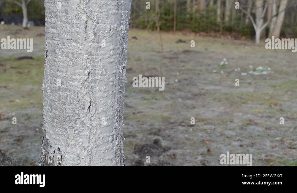 Gray pear tree bark Stock Videos & Footage - HD and 4K Video Clips - Alamy