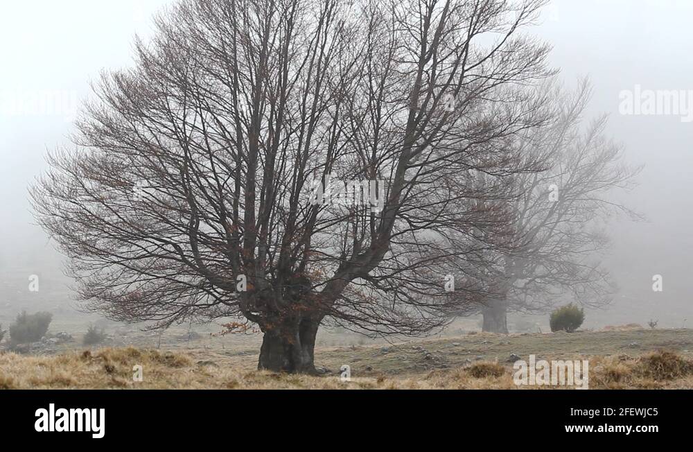 Empty tree Stock Videos & Footage - HD and 4K Video Clips - Alamy