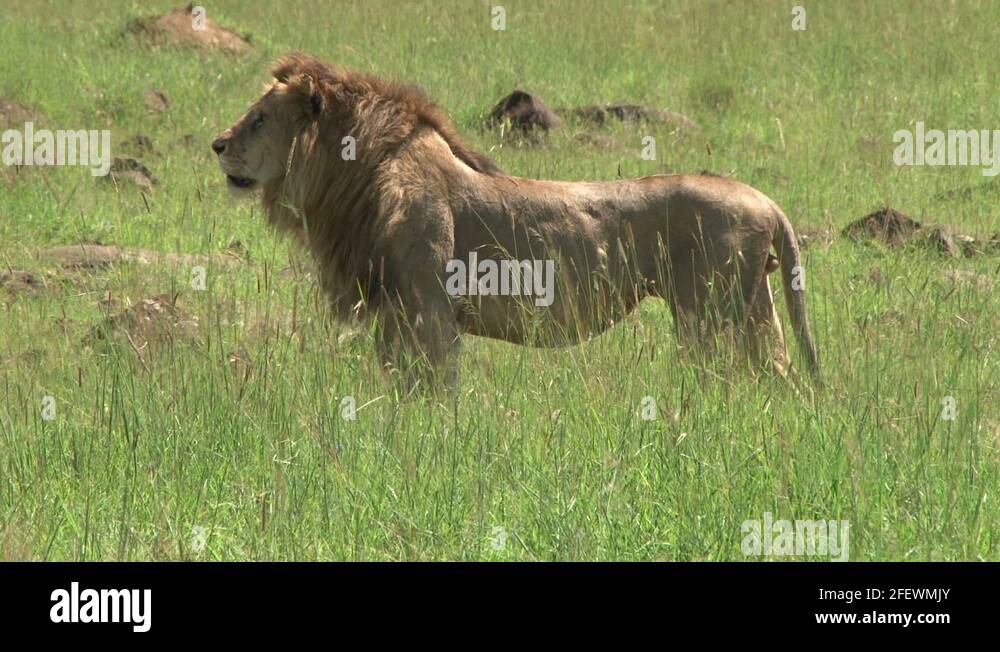 Lion angry Stock Videos & Footage - HD and 4K Video Clips - Alamy
