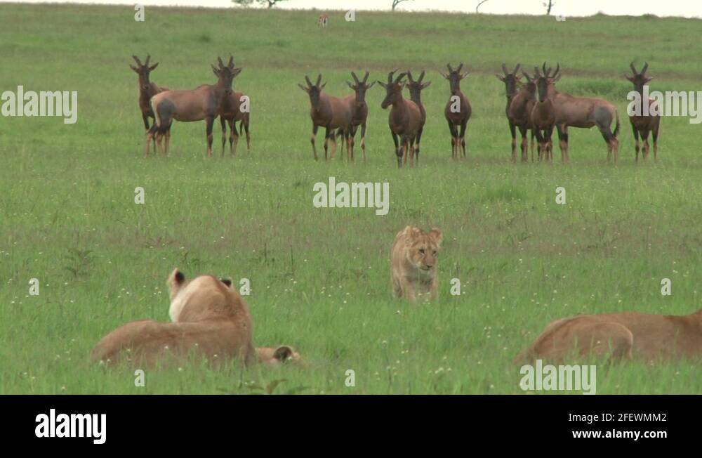 Lion chasing animals Stock Videos & Footage - HD and 4K Video Clips - Alamy