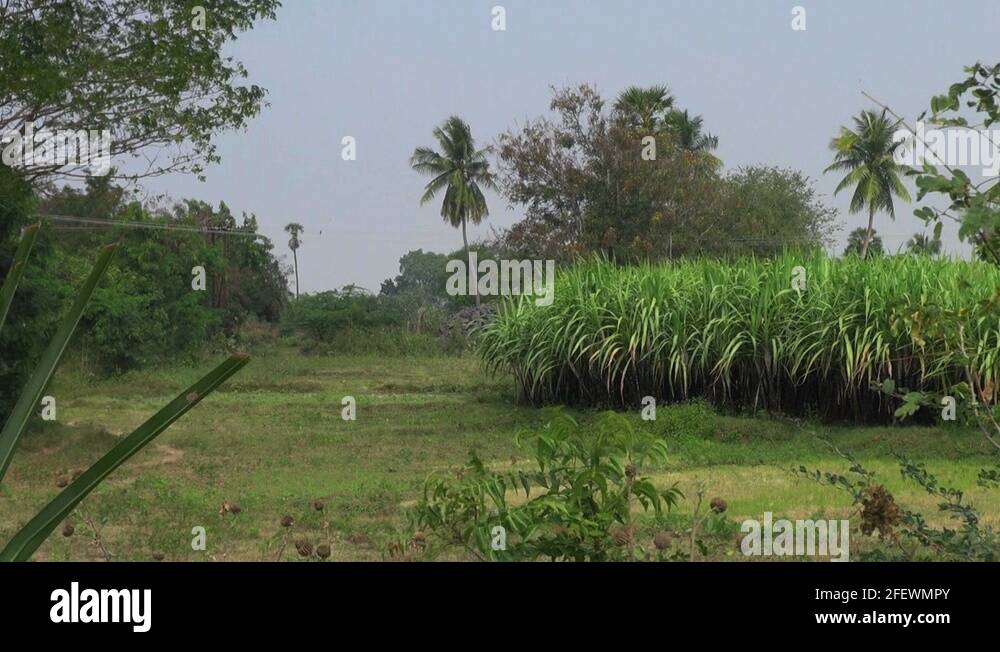 Sugar palm trees Stock Videos & Footage - HD and 4K Video Clips - Alamy