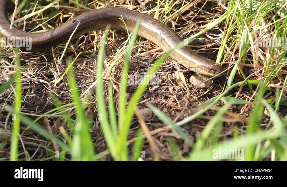 Slow worm glass snake lizard (Anguis fragilis) stay in the grass Stock ...