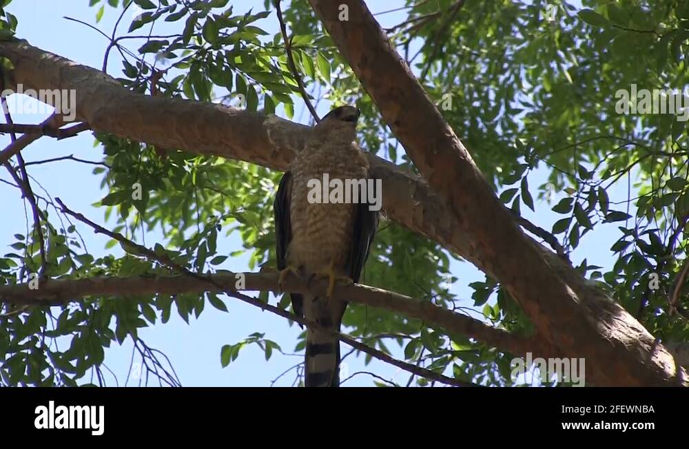 Cooper's hawk Stock Videos & Footage - HD and 4K Video Clips - Alamy