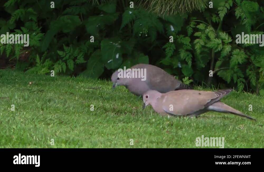 European turtle doves Stock Videos & Footage - HD and 4K Video Clips ...