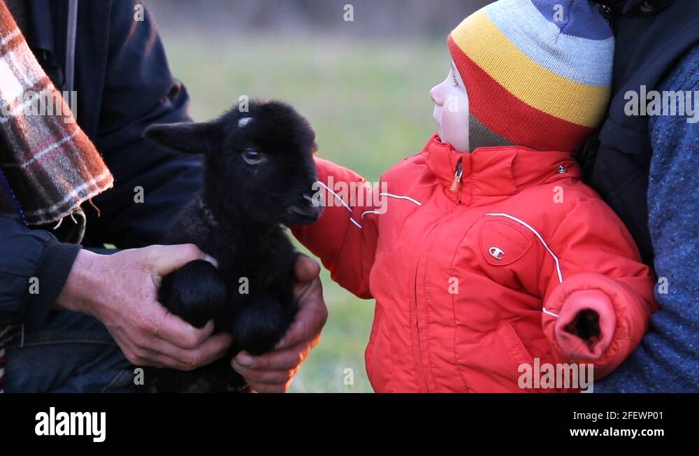 Child and lamb Stock Videos & Footage - HD and 4K Video Clips - Alamy