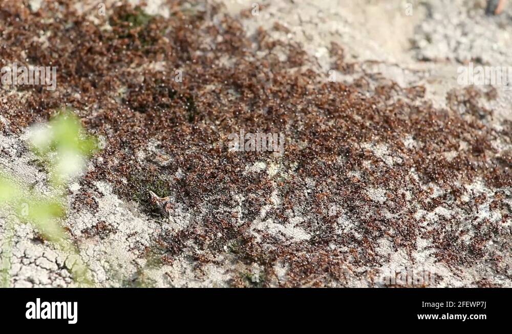 Wave of ants Stock Videos & Footage - HD and 4K Video Clips - Alamy