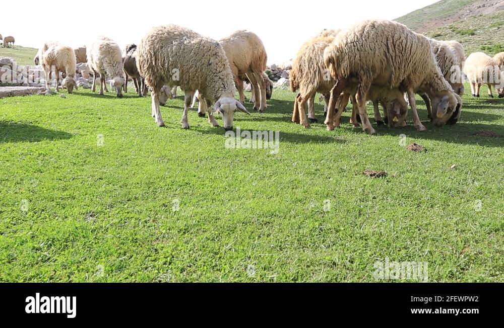 1 sheep field Stock Videos & Footage - HD and 4K Video Clips - Alamy
