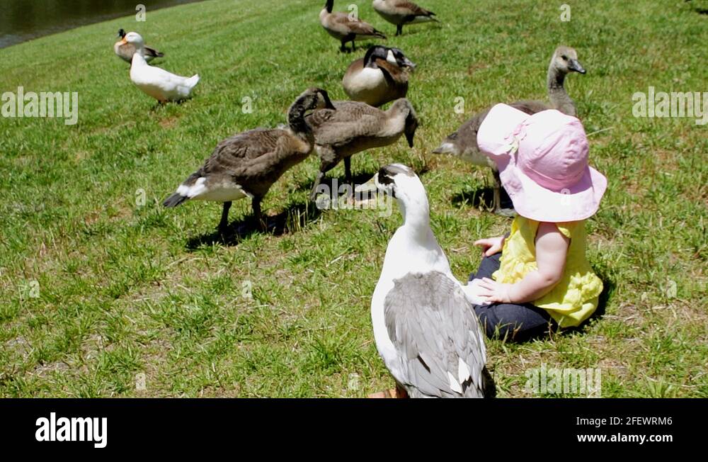 Baby ducks learning Stock Videos & Footage - HD and 4K Video Clips - Alamy