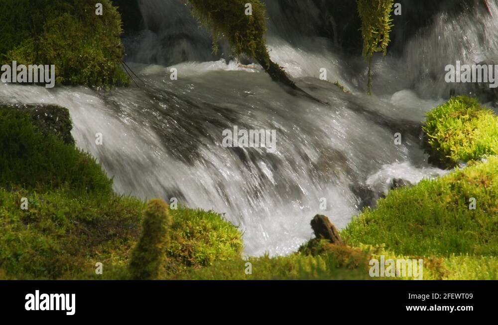 Hanging moss Stock Videos & Footage - HD and 4K Video Clips - Alamy