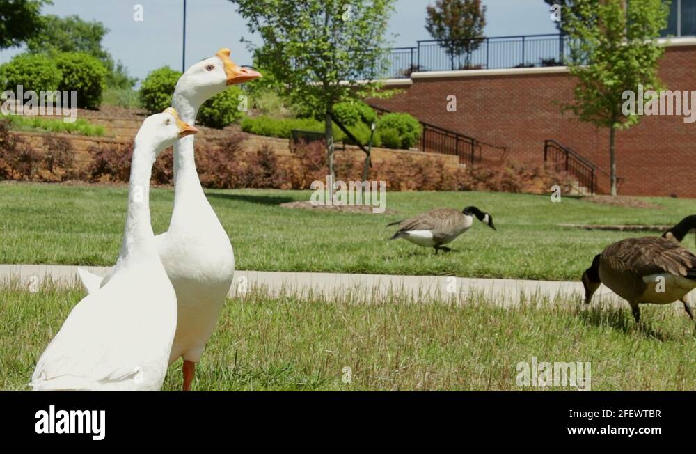 Canadian college Stock Videos & Footage - HD and 4K Video Clips - Alamy