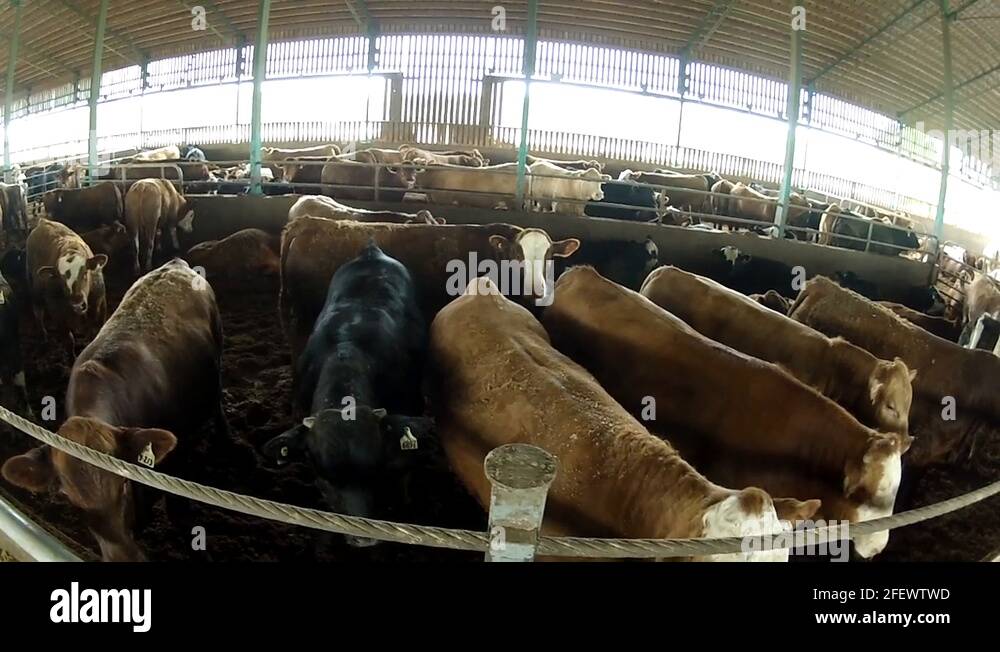 Steers Stock Videos & Footage - HD and 4K Video Clips - Alamy